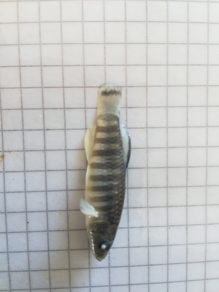 Aphanius in July 2018 by Yota K.. Female · iNaturalist