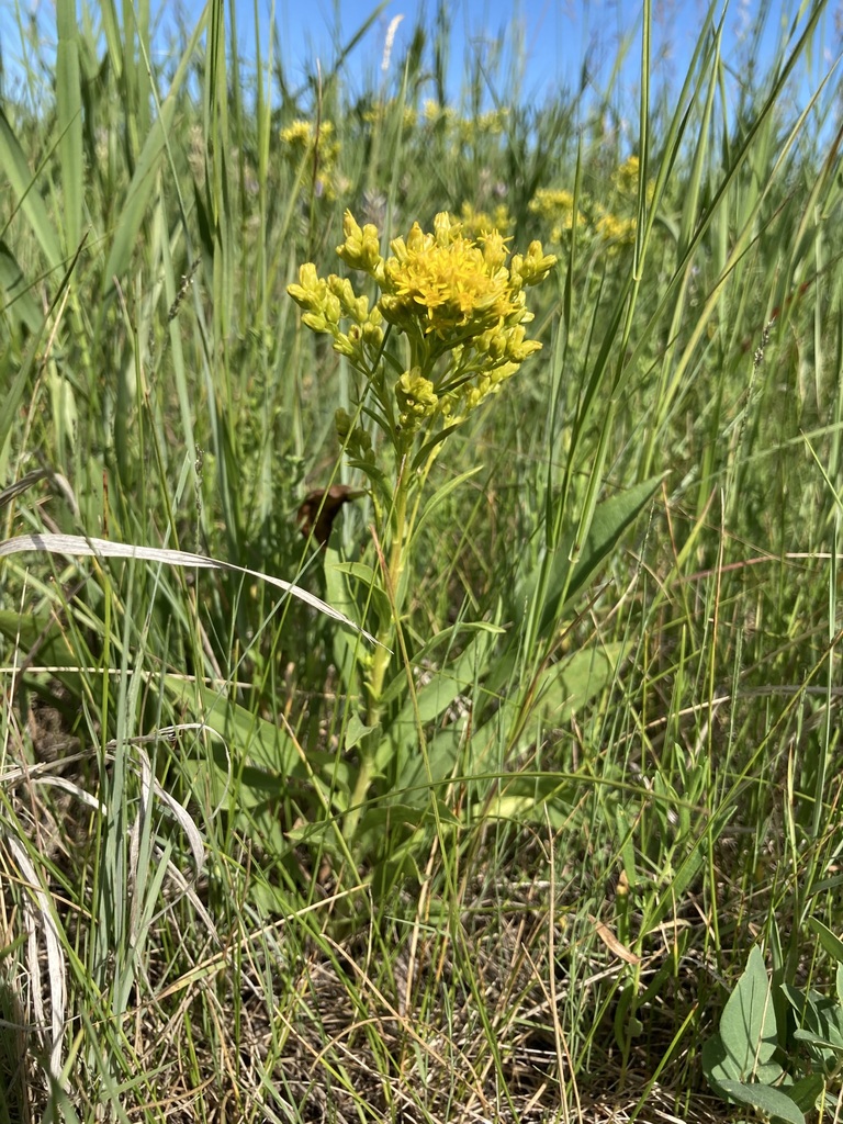 flowering plants from Foothills County, AB, Canada on July 21, 2022 at ...