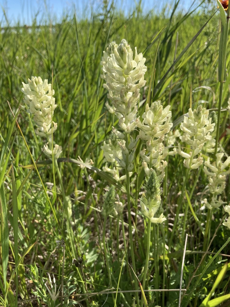 field locoweed from Foothills County, AB, Canada on July 21, 2022 at 10 ...