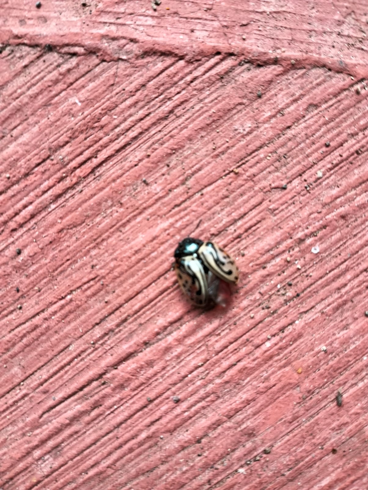 Calligrapha dislocata (Rogers, 1856)