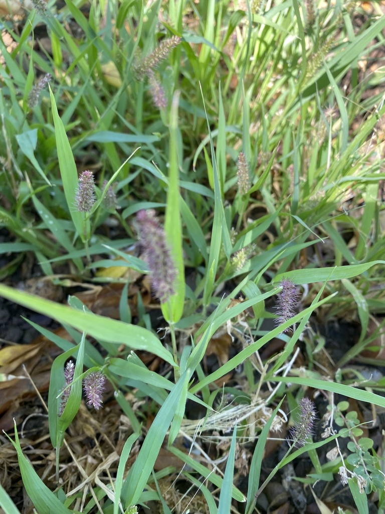 bur bristle grass from Fordyce Rd, Ojai, CA, US on August 31, 2022 at ...