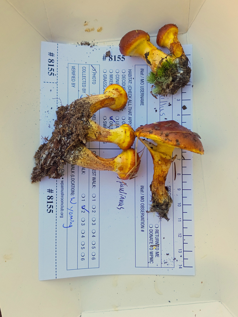 Slippery Jacks from Allegheny County, PA, USA on September 24, 2022 at ...