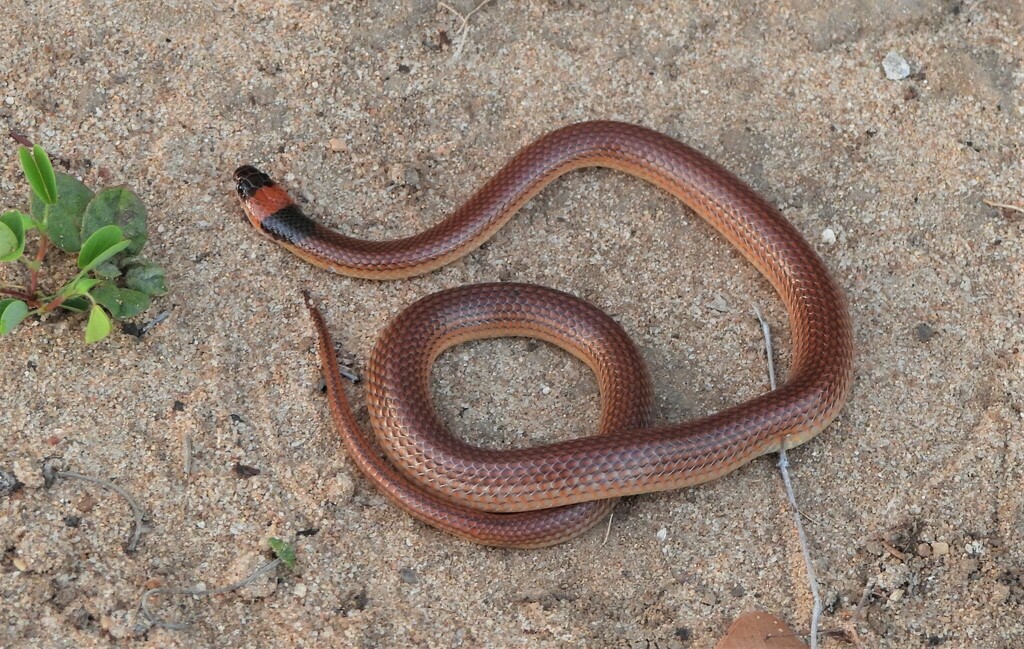 Orange-naped Snake from Guthalungra QLD 4805, Australia on October 06 ...