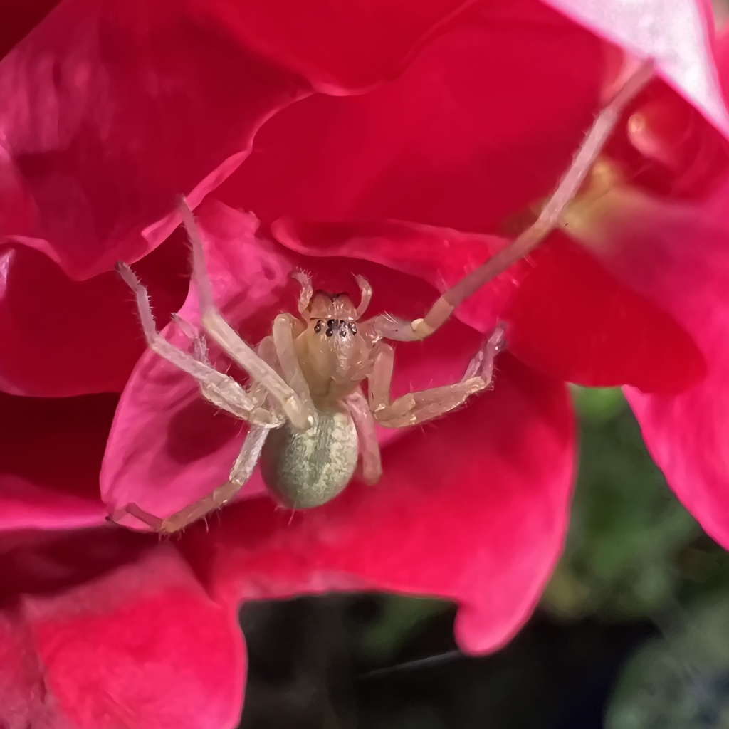 Agrarian Sac Spider in October 2022 by Carrie Seltzer · iNaturalist