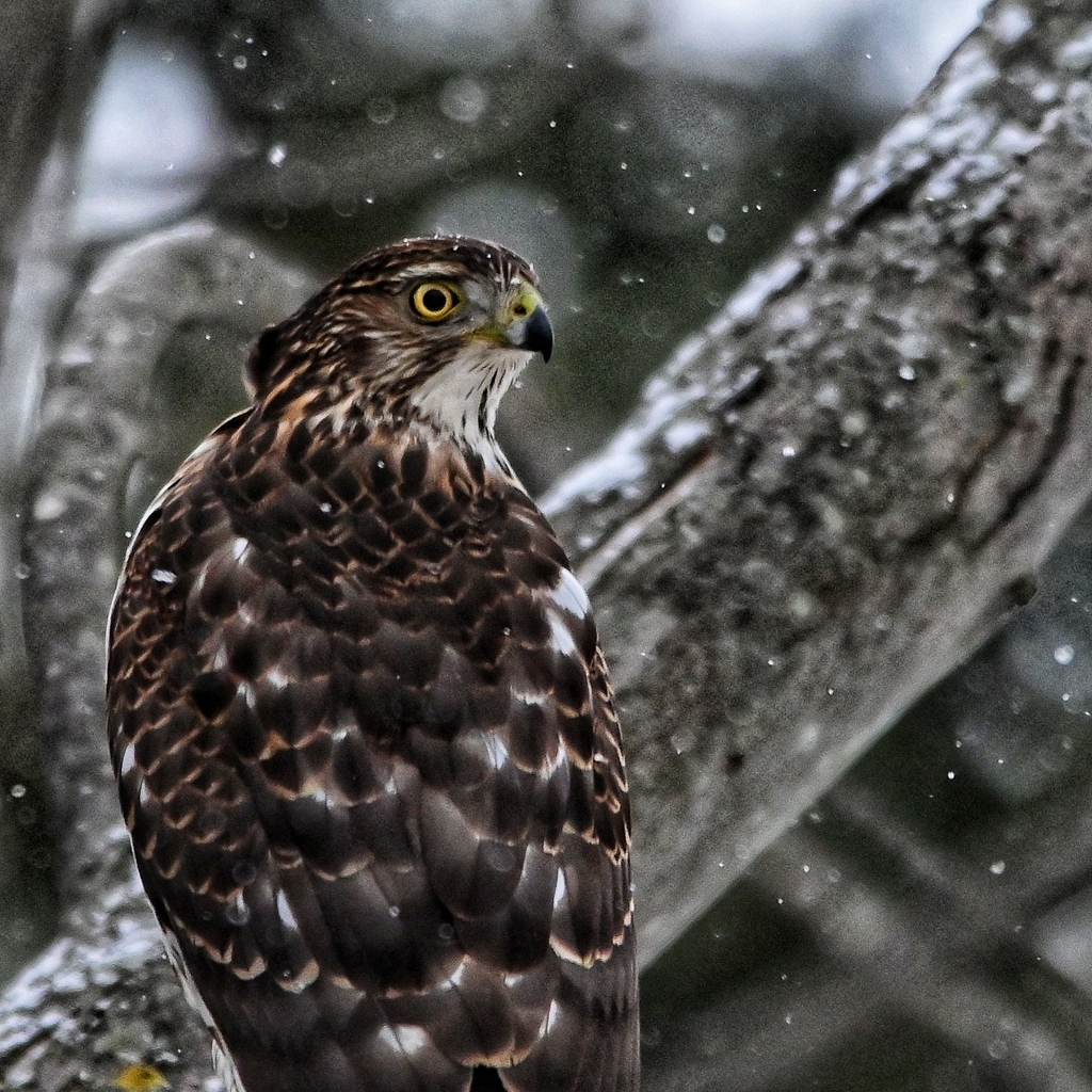 Sharp-shinned Hawk from Leamington, ON N8H 3V6, Canada on February 8 ...