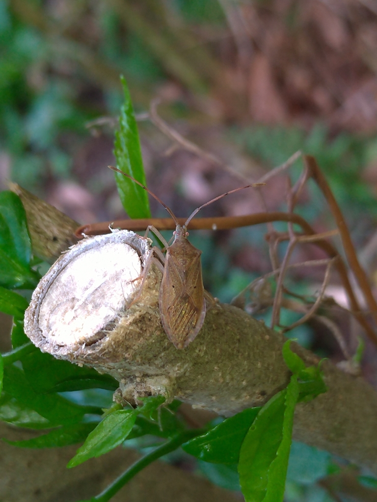 Homoeocerus unipunctatus from 111台灣台北市士林區名山里 on October 06, 2022 at 11: ...