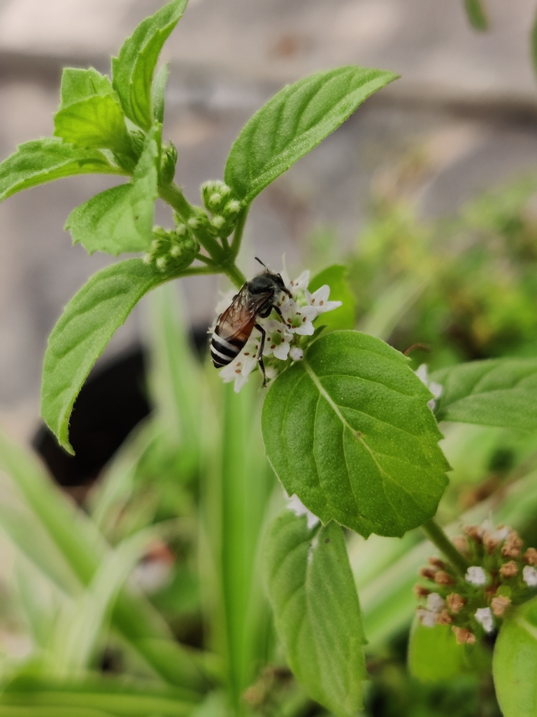 Red Dwarf-Honey bee from 5XVC+MFX, Panch Pakhdi, Thane West, Thane ...
