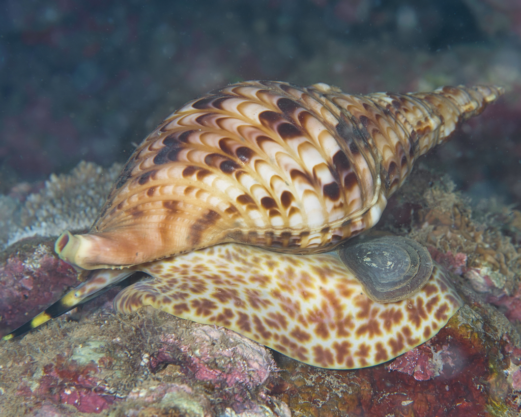 Giant Triton Snail (RoH Dead COTS Predators and COTS Predators of ...