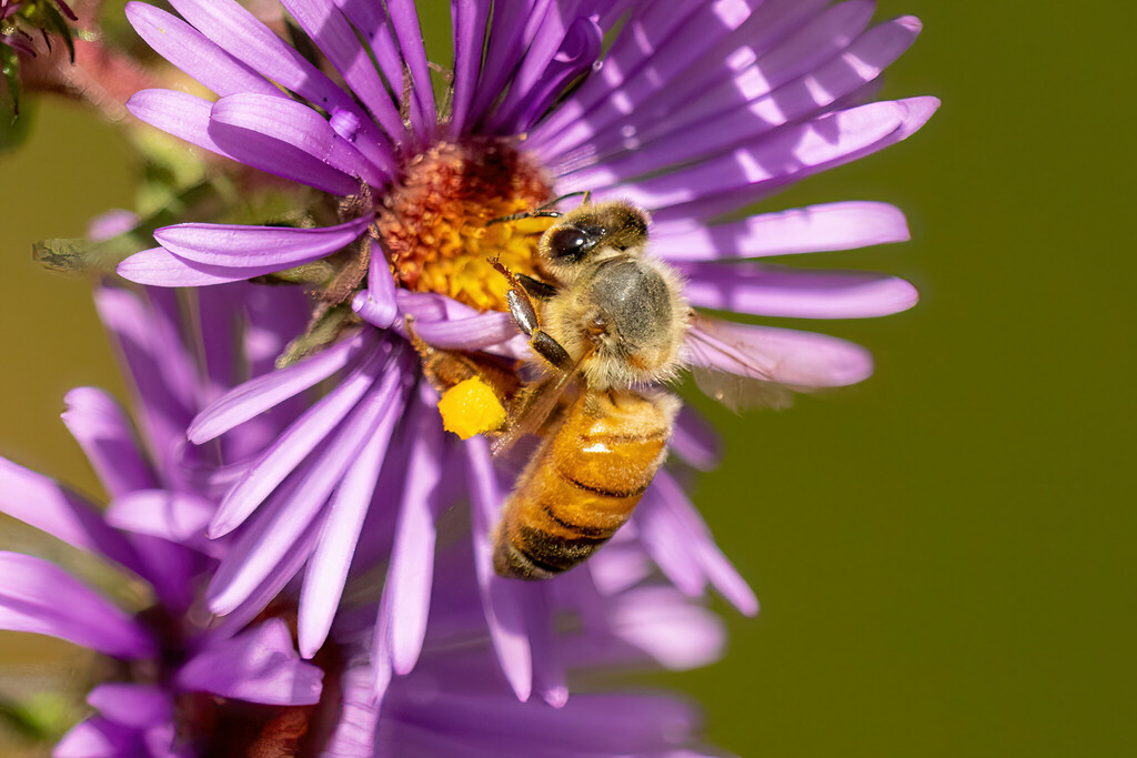 Western Honey Bee from Clermont, Ohio, United States on October 05 ...