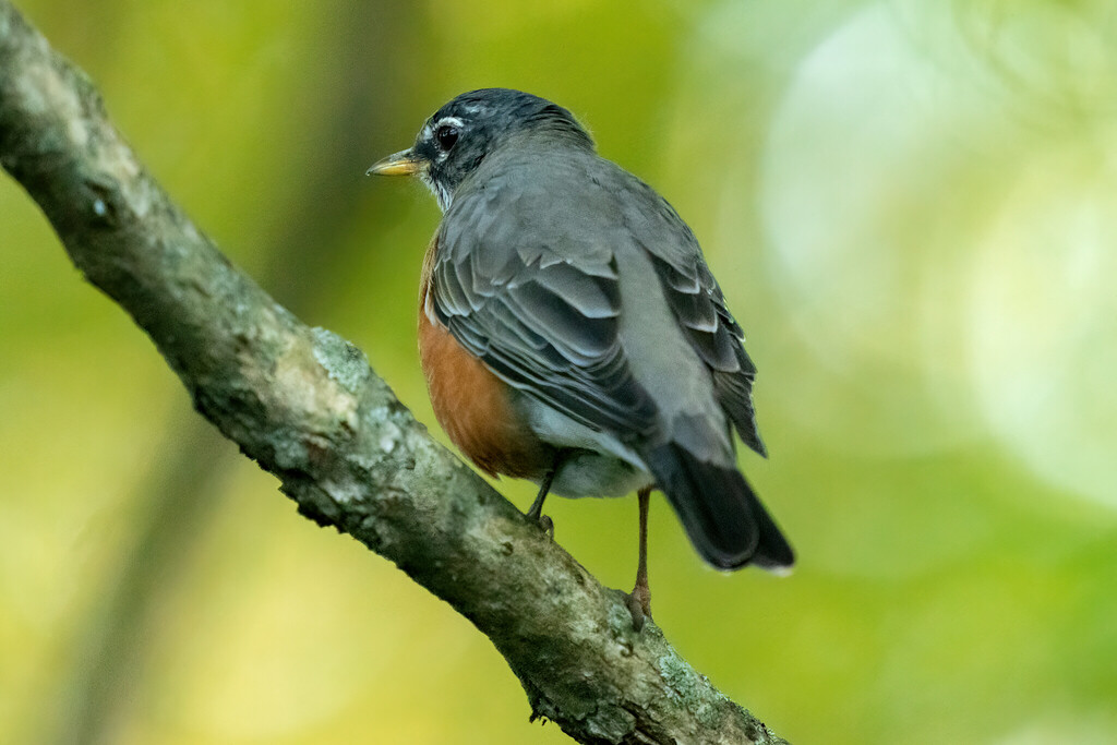 American Robin from Clermont County, OH, USA on October 05, 2022 at 05: ...