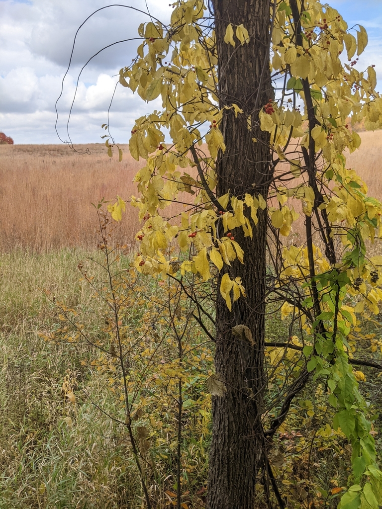 American bittersweet from Hassan Township, MN, USA on October 05, 2022 ...
