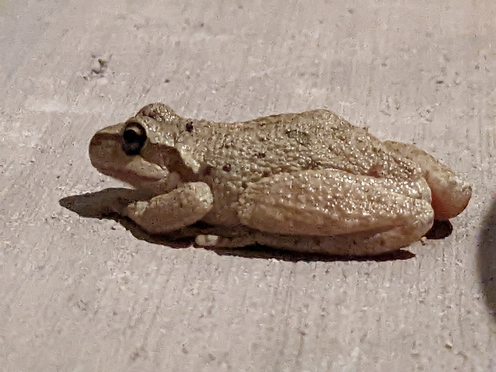 Sierran Tree Frog from Nampa, ID, USA on October 05, 2022 at 10:14 PM ...