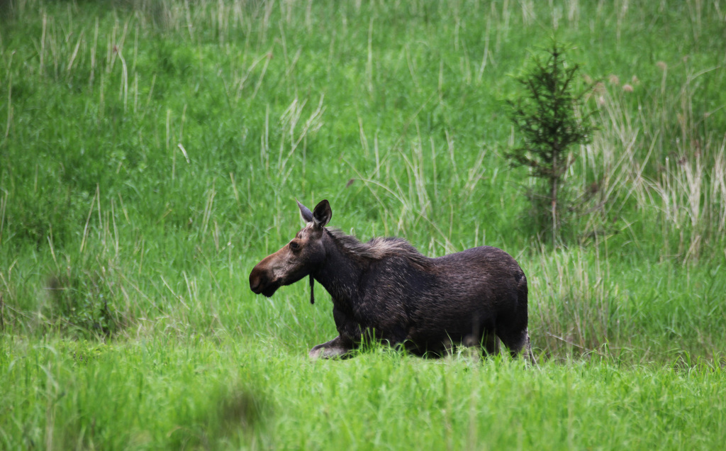 Ussuri Moose (Alces alces cameloides) - Know Your Mammals