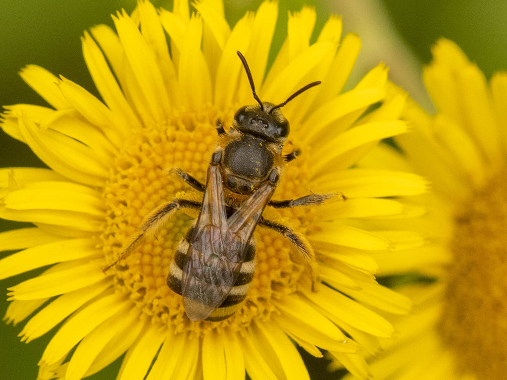 Lasioglossum subopacum from peking university on September 3, 2022 at ...