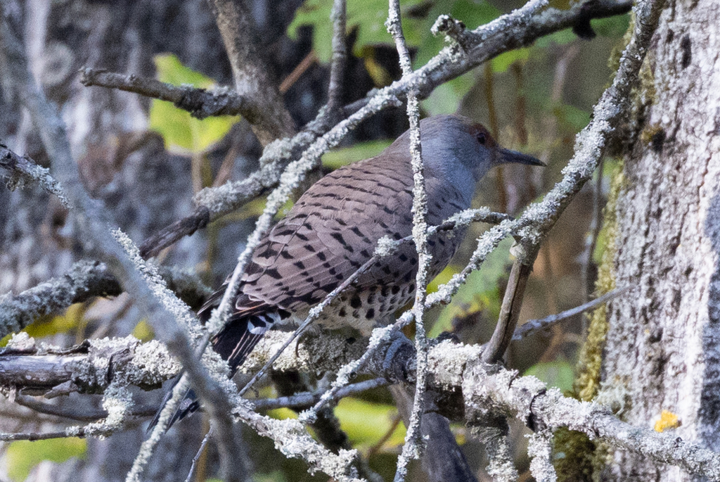 Northern Flicker from Greater Vancouver, British Columbia, Canada on ...