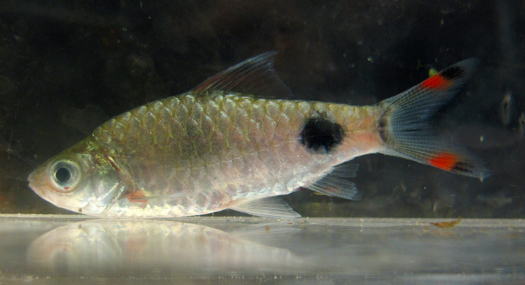 Filament Barb from Southern, HK on September 7, 2015 by H.T.Cheng ...