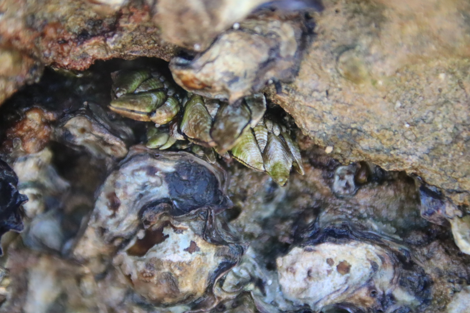 Capitulum mitella (Linnaeus, 1758)