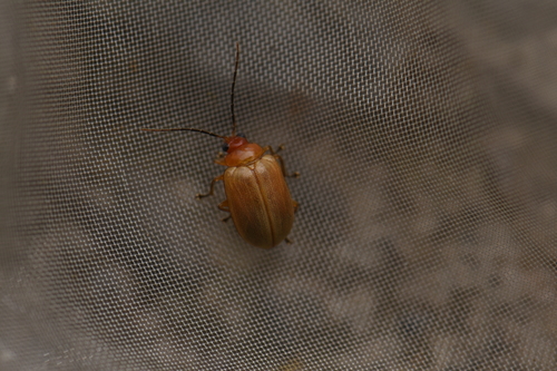 Arthrotus testaceus · iNaturalist