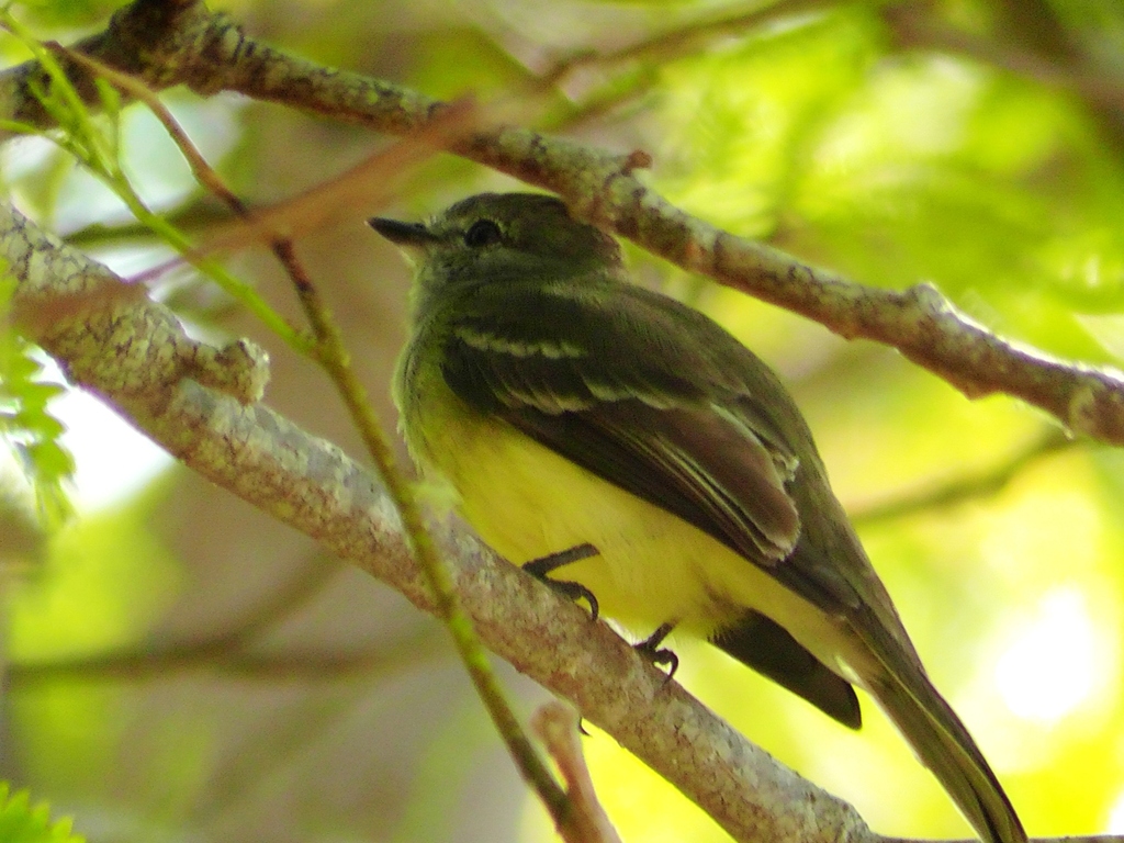 Northern Scrub-Flycatcher from Amador, Panama City, Panama on February ...