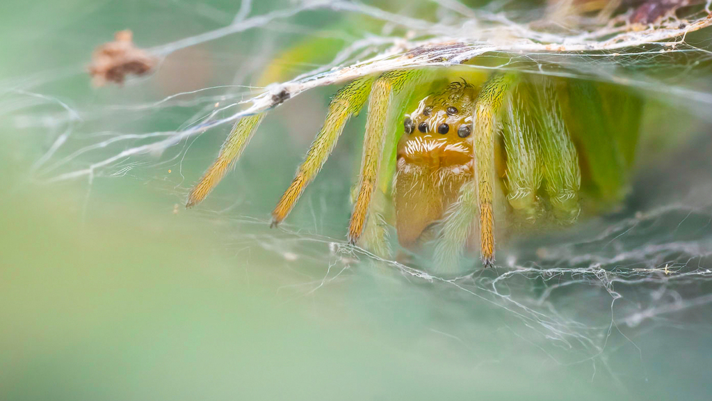 Green Meshweaver from Berlin, Berlin, Germany on October 02, 2022 at 10 ...
