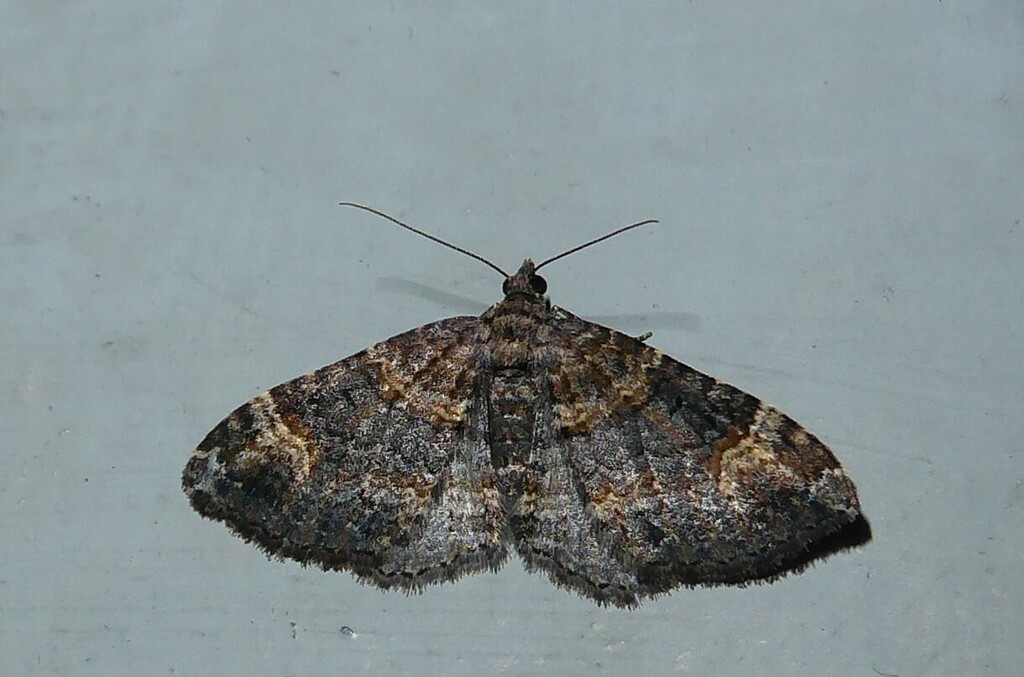 Clover Moth from Yandina QLD 4561, Australia on September 13, 2022 at ...
