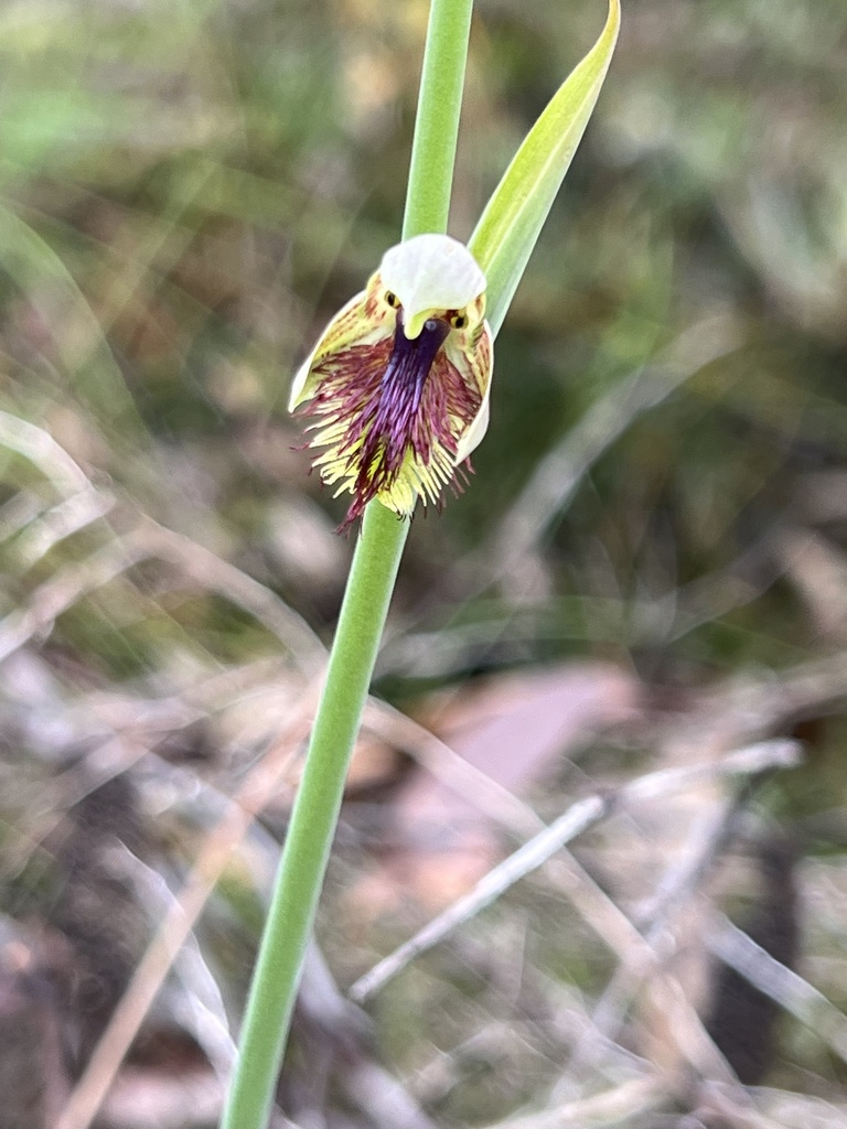 copper beard orchid from Ku-Ring-Gai Chase National Park, North ...