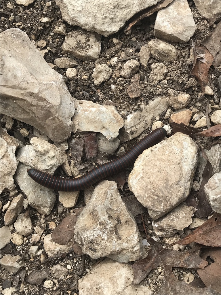 Round-backed Millipedes from Crockett, TX, US on October 01, 2022 at 02 ...