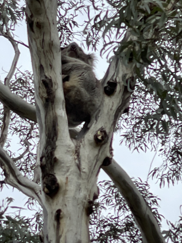 Koala from Belair National Park, Belair, SA, AU on October 06, 2022 at ...