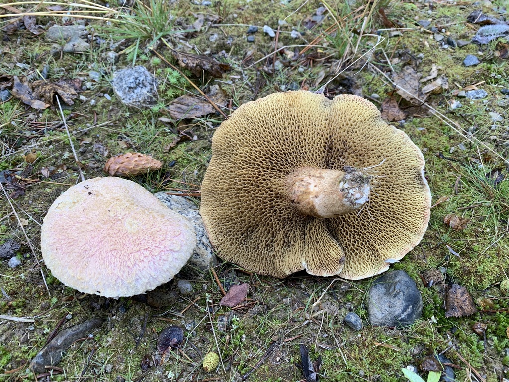 Suillus ochraceoroseus in October 2022 by Drew Parker · iNaturalist