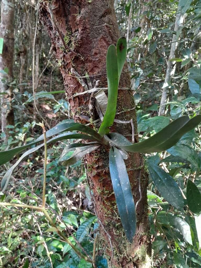 Angraecum viguieri from Alaotra-Mangoro, MG-TM, MG on August 20, 2022 ...