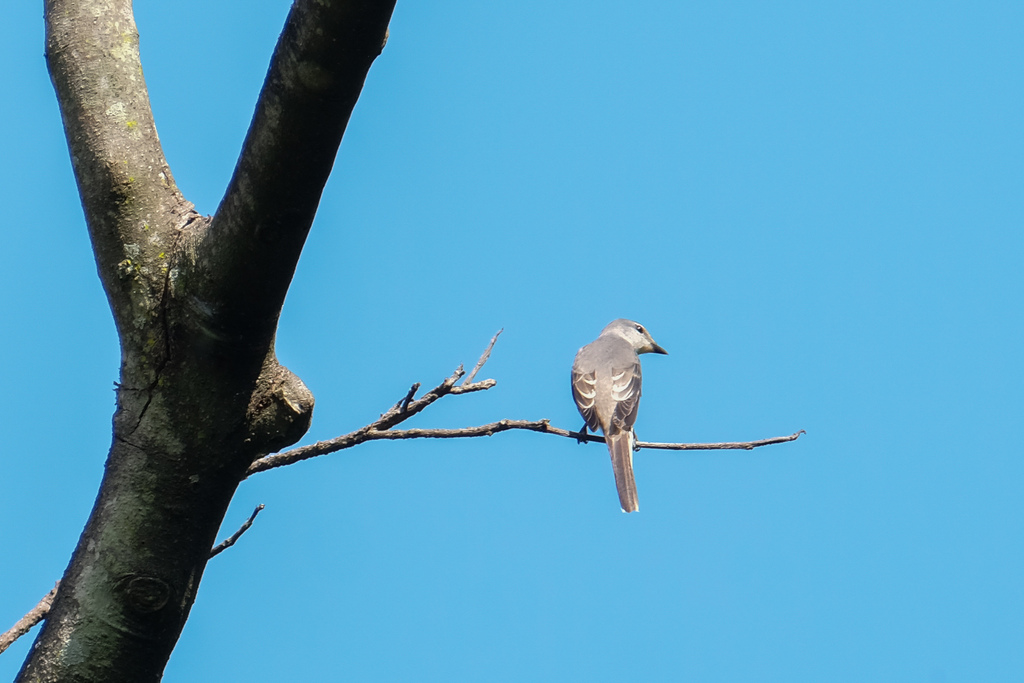 Brown-rumped Minivet from TuenMun-新圍 on October 6, 2022 at 09:43 AM by ...