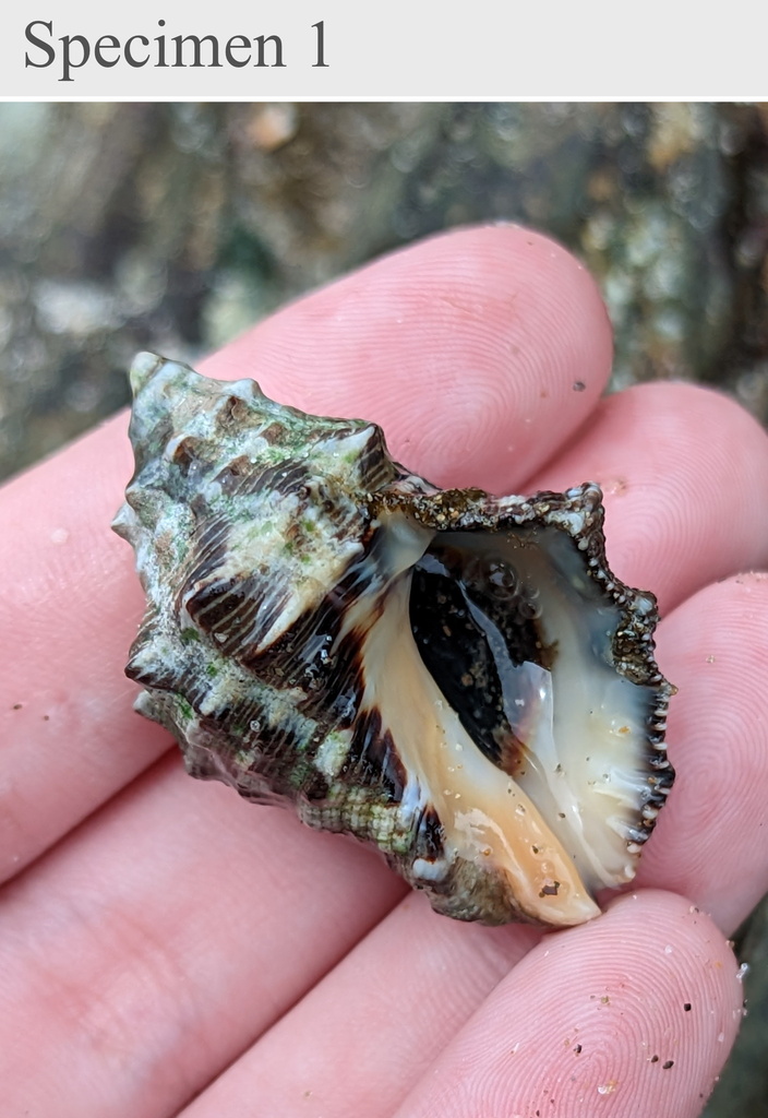 Chestnut Rock Shell from Etty Bay QLD 4858, Australia on October 05 ...