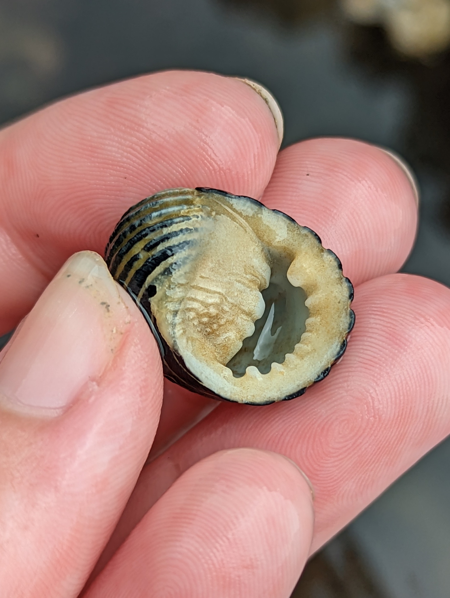 Nerita costata Gmelin, 1791