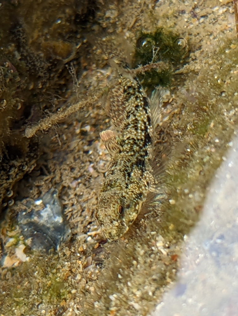 Bathygobius from Johnstone, Queensland, Australia on October 05, 2022 ...