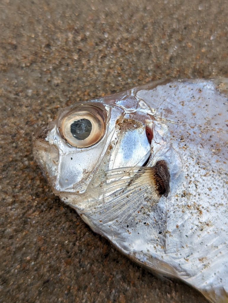 Ponyfishes from Etty Bay QLD 4858, Australia on October 05, 2022 at 12: ...