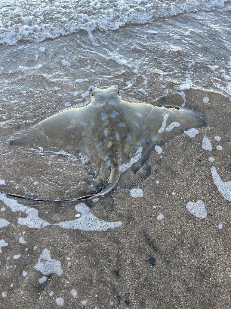 New Zealand Eagle Ray from South Pacific Ocean on October 06, 2022 at ...