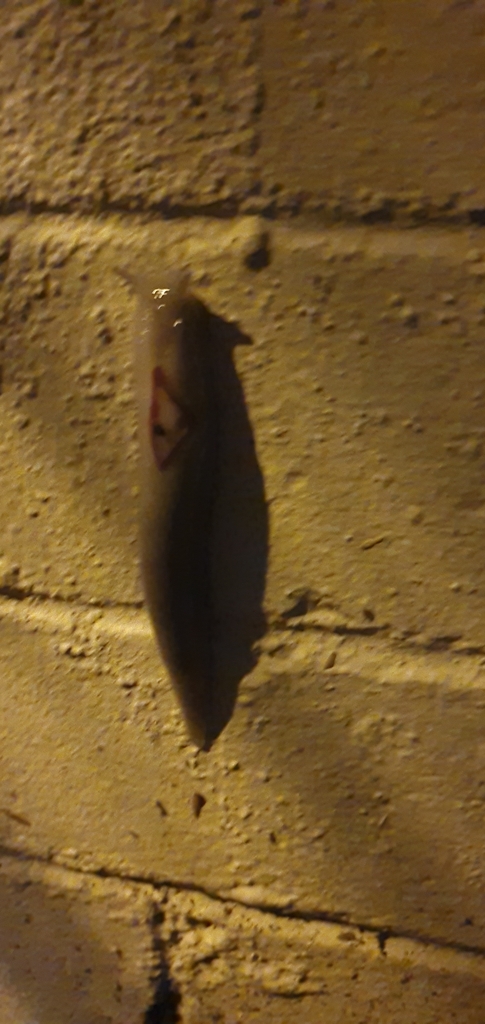 Red Triangle Slug from Marrickville NSW 2204, Australia on February 20 ...
