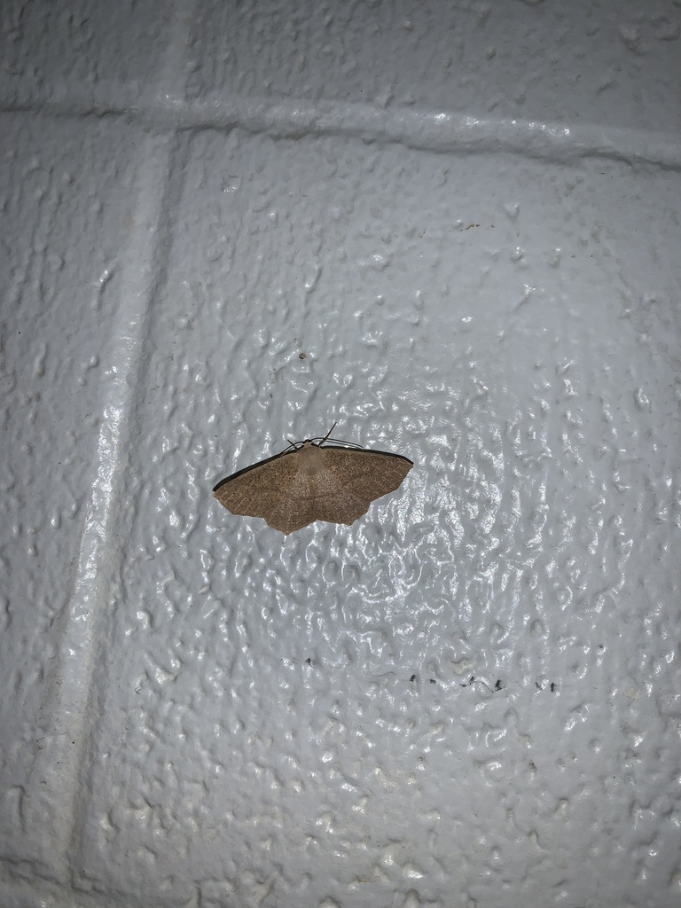 Omnivorous Looper from Cal Poly Humboldt, Arcata, CA, US on October 06 ...