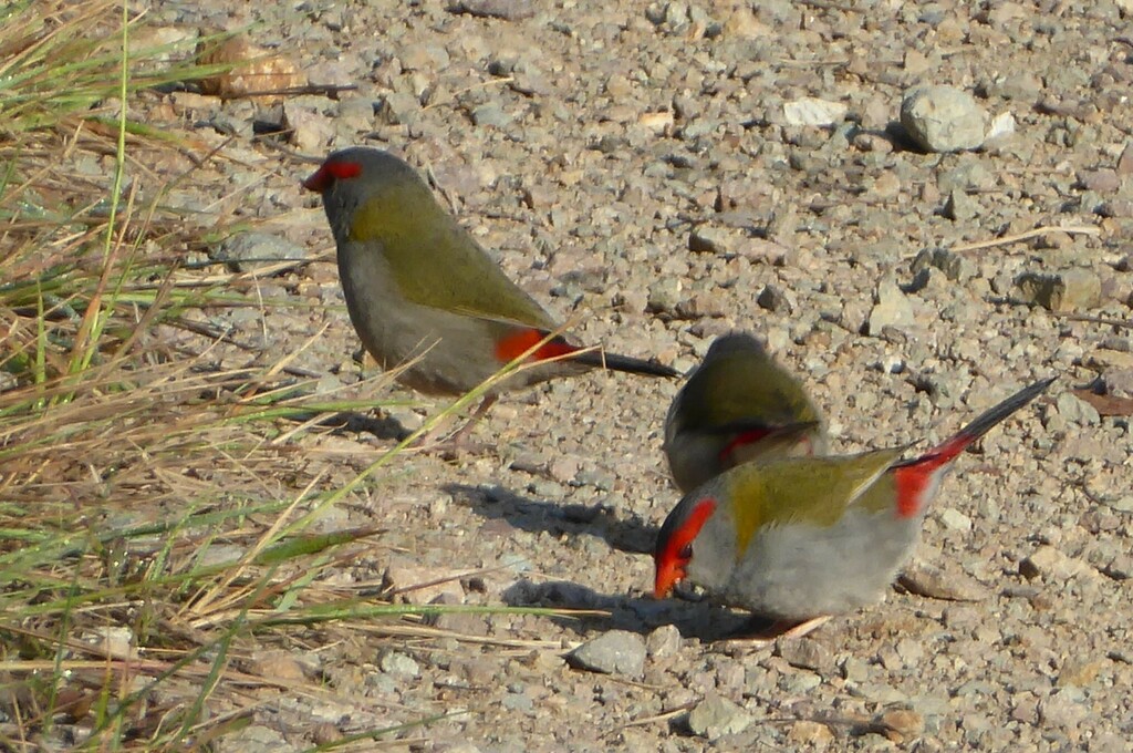 Red-browed Finch from Sunshine Coast QLD, Australia on September 18 ...