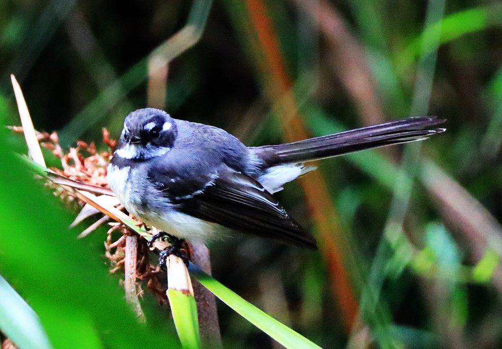 Grey Fantail from Melbourne VIC, Australia on October 06, 2022 at 02:47 ...