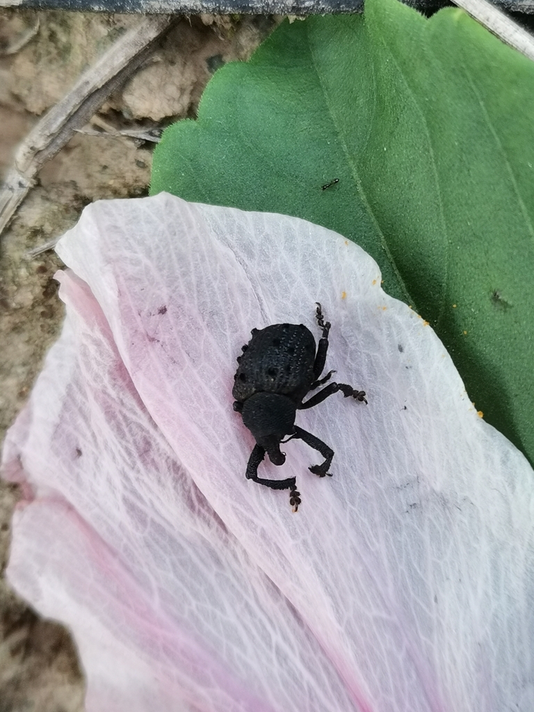 Desmidophorus hebes from 云南省西双版纳傣族自治州勐腊县勐仑镇艾芘燕音乐吧中国科学院西双版纳热带植物园 on ...