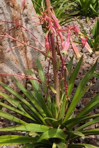 Falso agave rojo (Beschorneria septentrionalis)