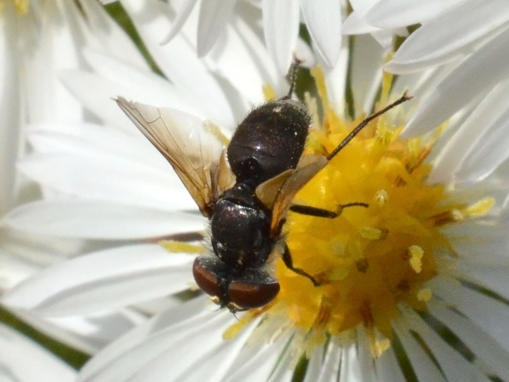Elomya lateralis from Botevgrad Municipality, Bulgaria on October 5 ...