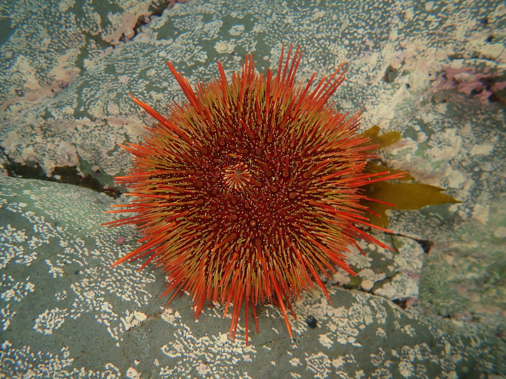 Erizo comestible (Becasses Check List) · iNaturalist