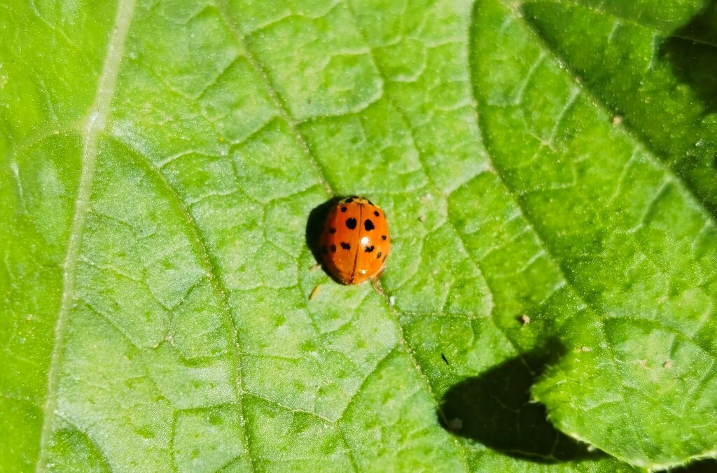 Black-spotted Lady Beetles from Zhaoqing, Guangdong Province, China on ...