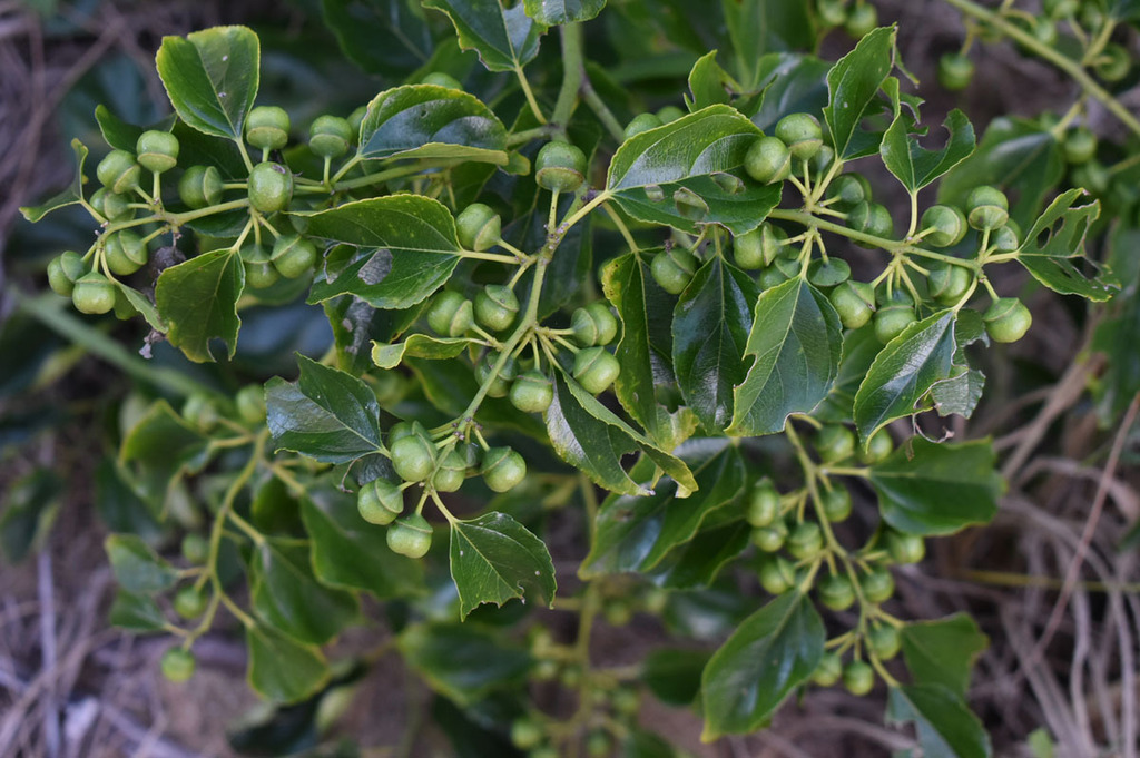 latherleaf from Townsville QLD, Australia on July 10, 2022 at 04:51 PM ...
