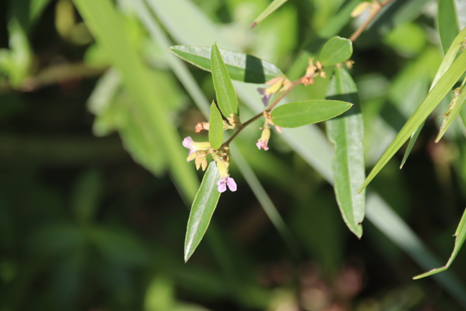 Helicteres angustifolia L.