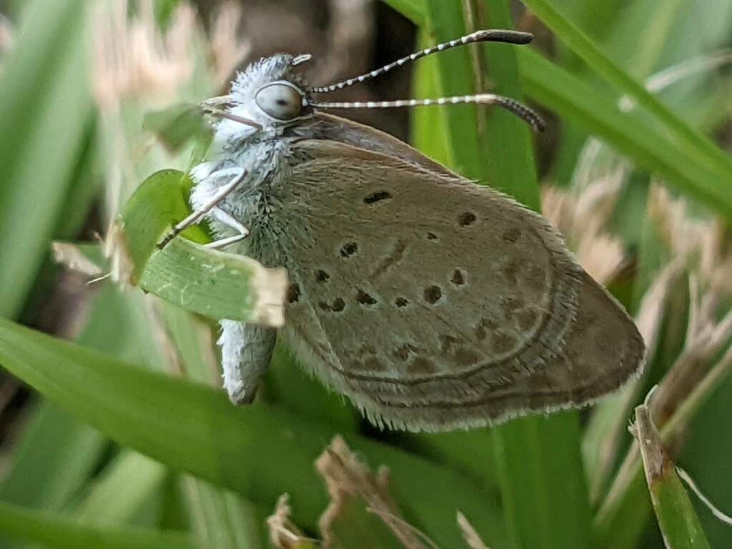 Lesser Grass Blue from Taitung County, Taiwan on October 6, 2022 by ...