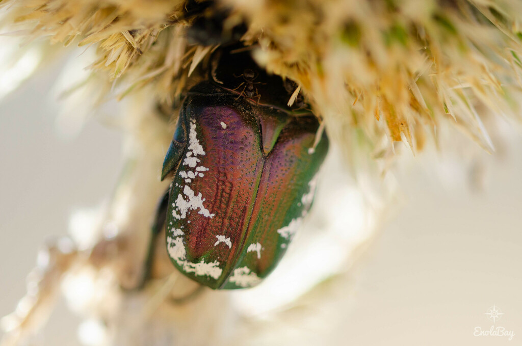 Protaetia trojana from Vayots Dzor, Arménie on August 16, 2022 at 07:26 ...