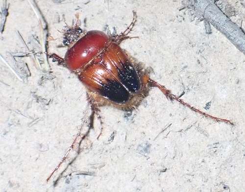 Phaenognatha angusta · iNaturalist